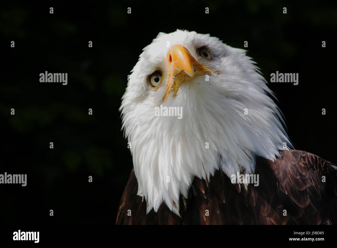 animal bird birds look glancing see view looking peeking looking at ...