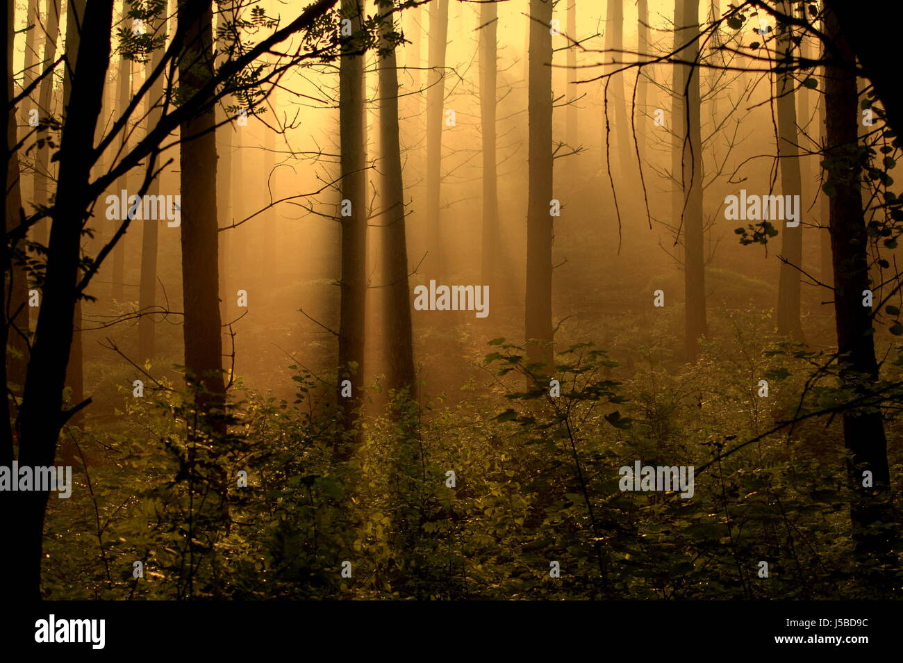 tree trees sunbeams counter-light beam of light to show through morning ...