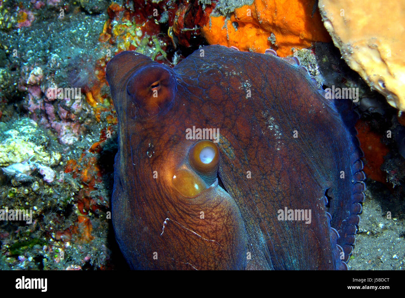 animal mollusc cave fish underwater pacific salt water sea ocean water ...