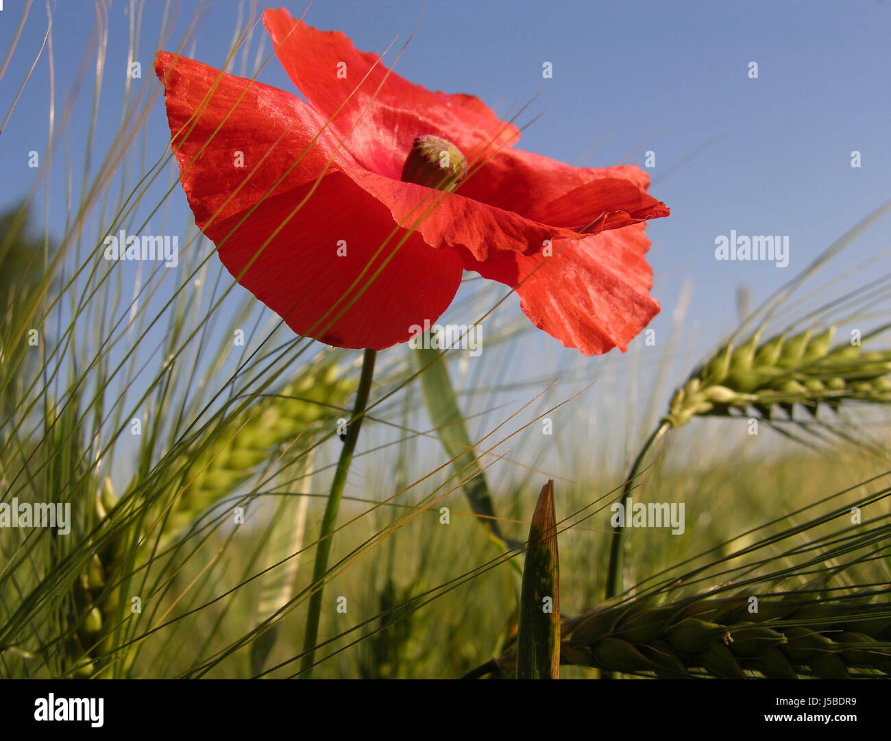 blue shine shines bright lucent light serene luminous flower plant ...