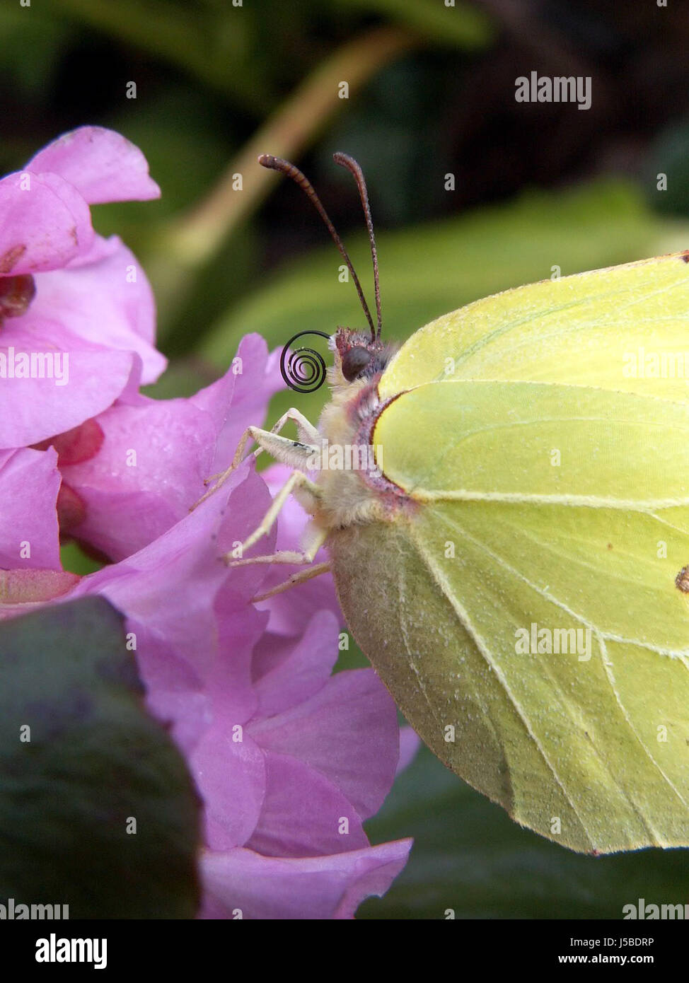 insect bloom blossom flourish flourishing butterfly nectar moth ...