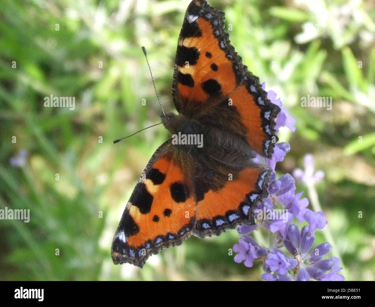 butterfly 1 ... small fox Stock Photo - Alamy