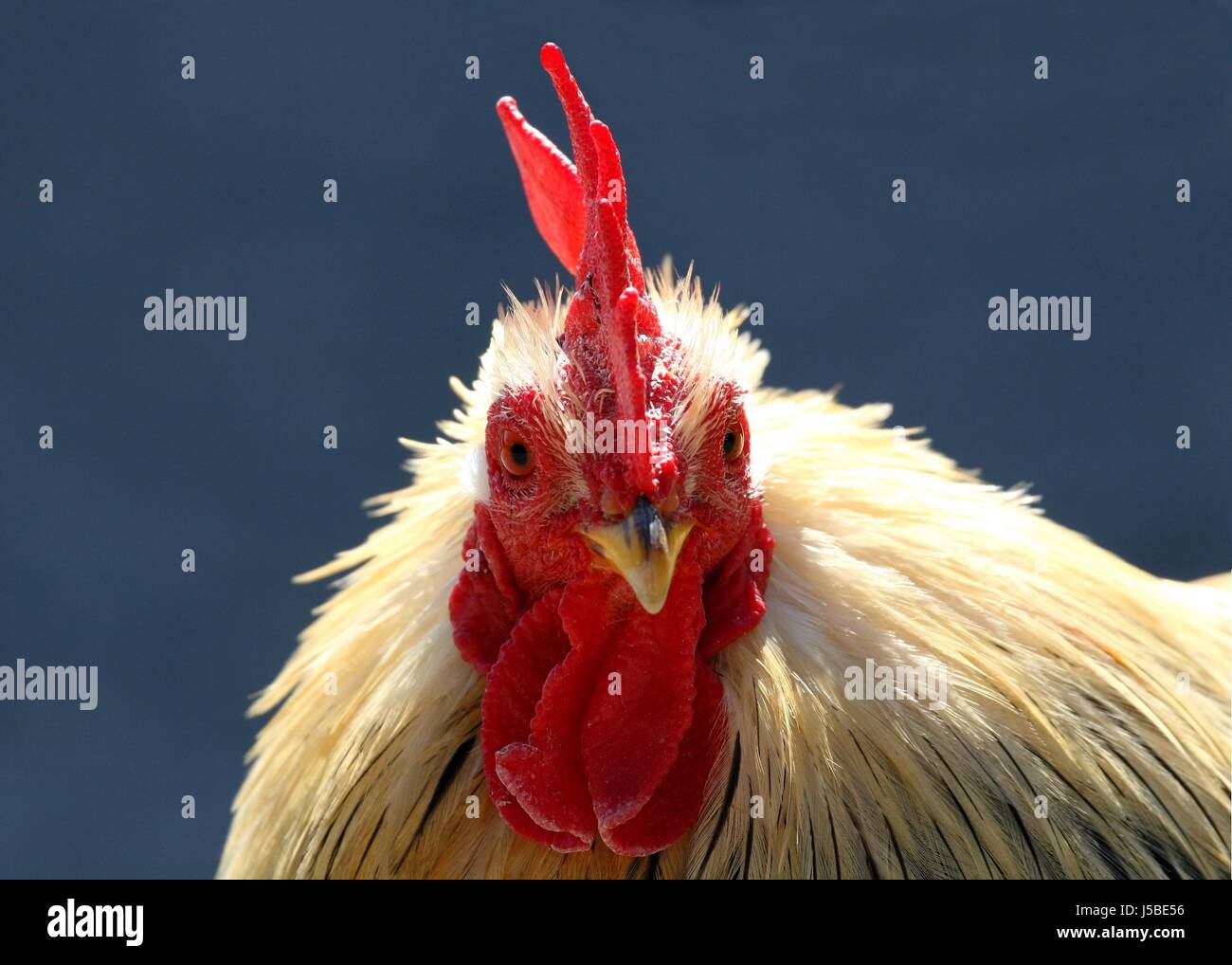 bird animals agriculture farming pets birds poultry farm chicken ...