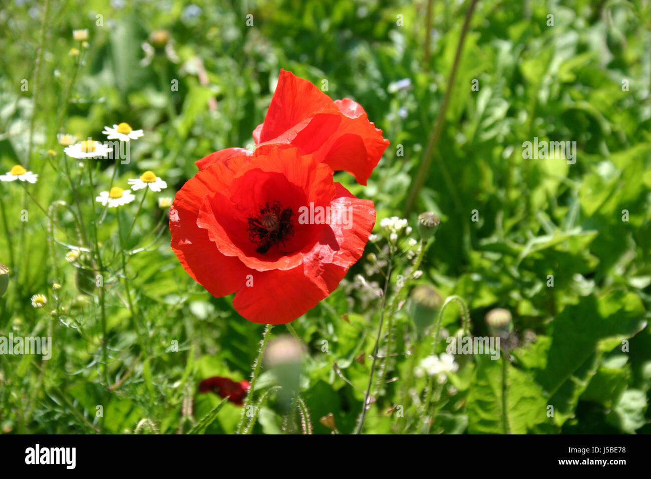 conservation of nature flower flowers plant blossoms grasses bleed rank ...