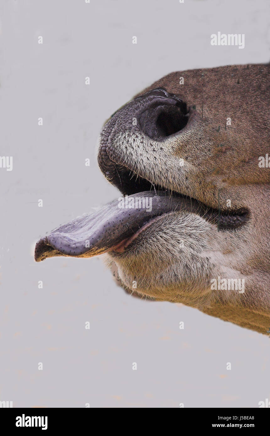 Zunge raus hi-res stock photography and images - Alamy