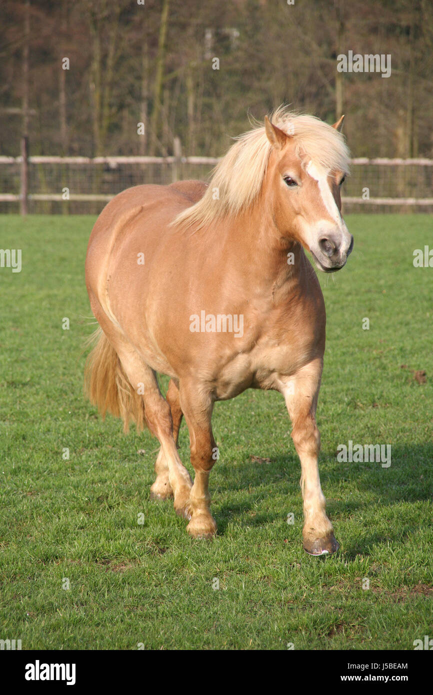 Pferdewiese hi-res stock photography and images - Alamy