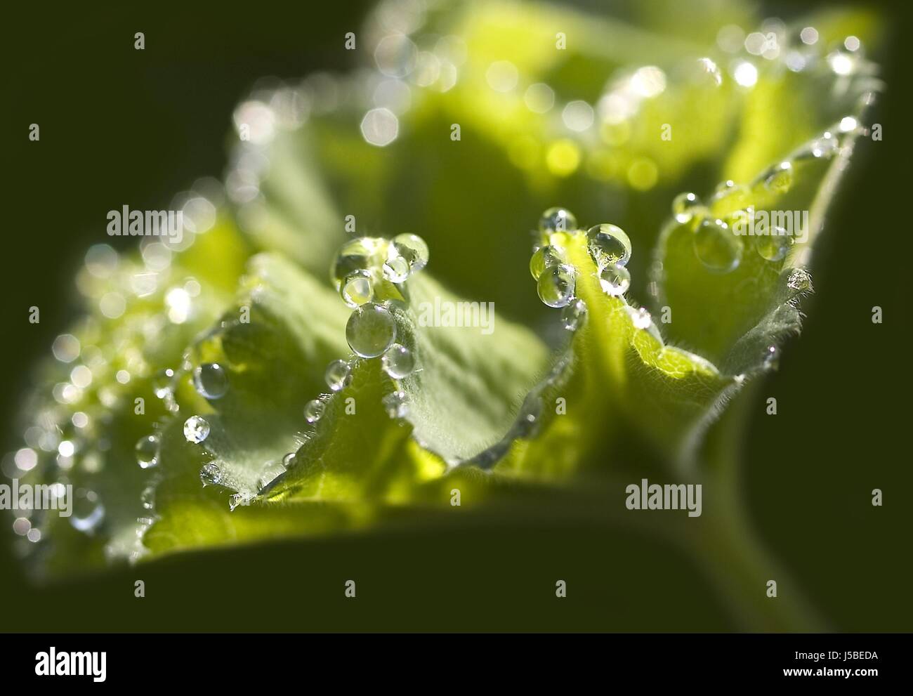 garden green raindrop dewdrop gardens page sheet meadow water drop ...