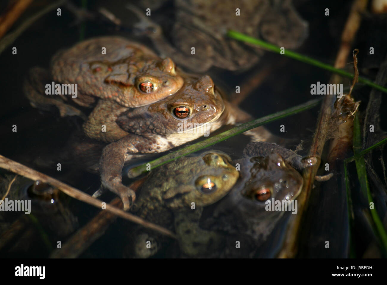 common toads mating Stock Photo - Alamy