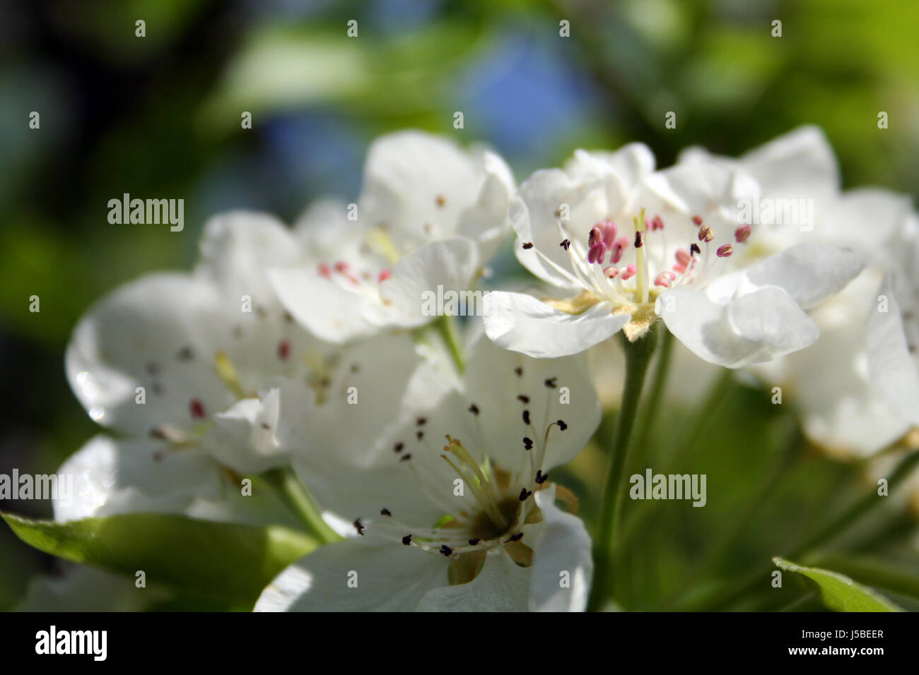 blue tree green bloom blossom flourish flourishing new leaves coloured ...