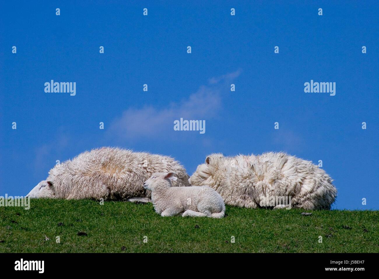 flower flowers plant radio silence quietness silence sheep spring ...