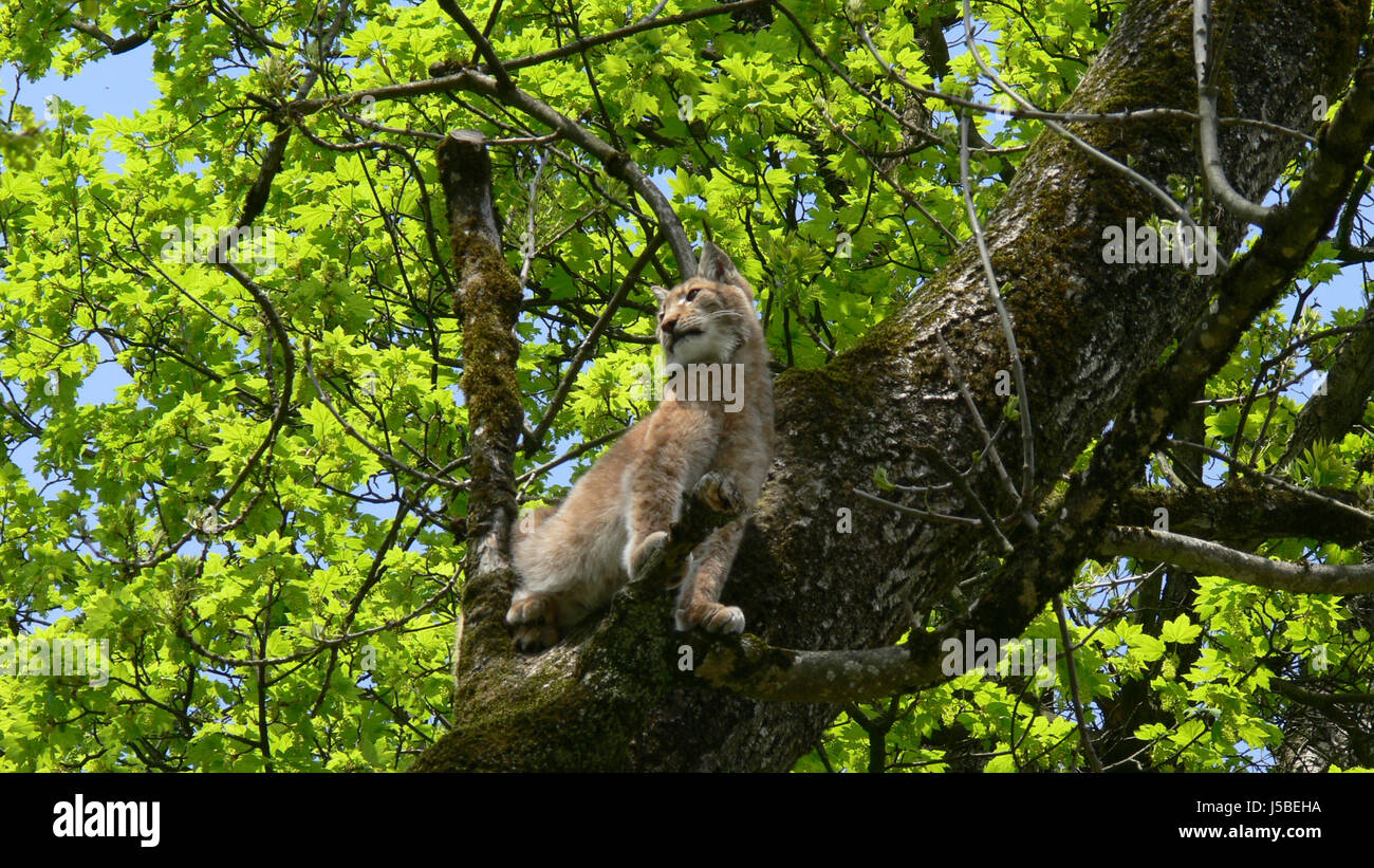 tree animals big cat feline predator wildlife wildcat cat lynx pussycat ...