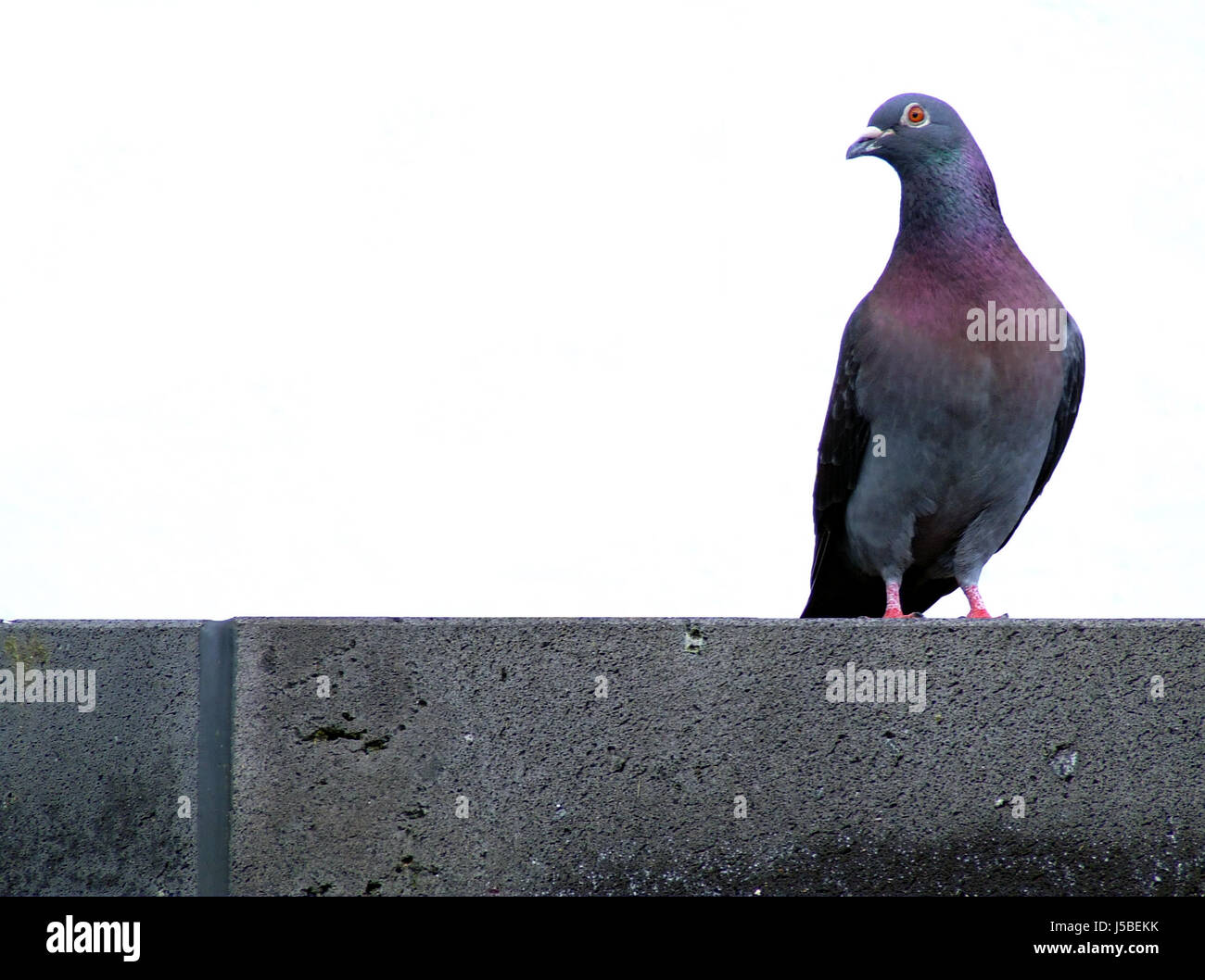 stairs stone bird birds wall pigeon pigeons stair backdrop background ...