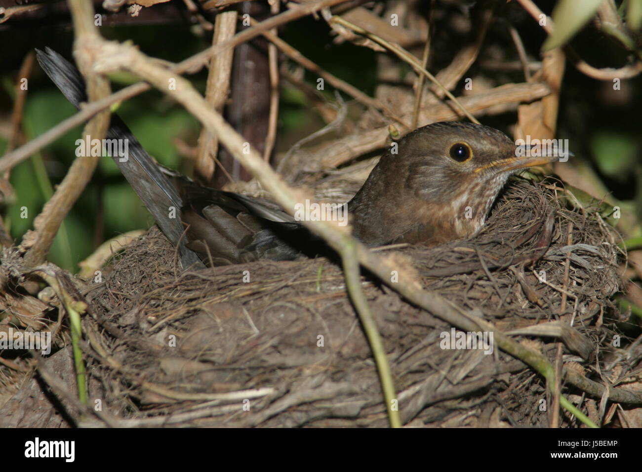 bird birds spring branchage feathers beak brood offspring nest ...