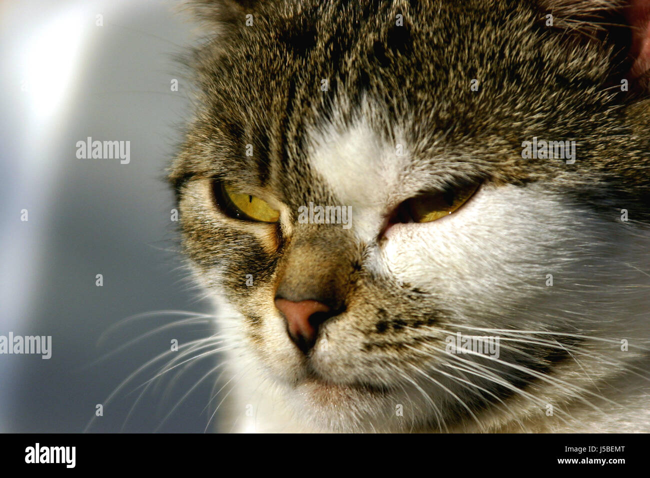 i see everything Stock Photo - Alamy