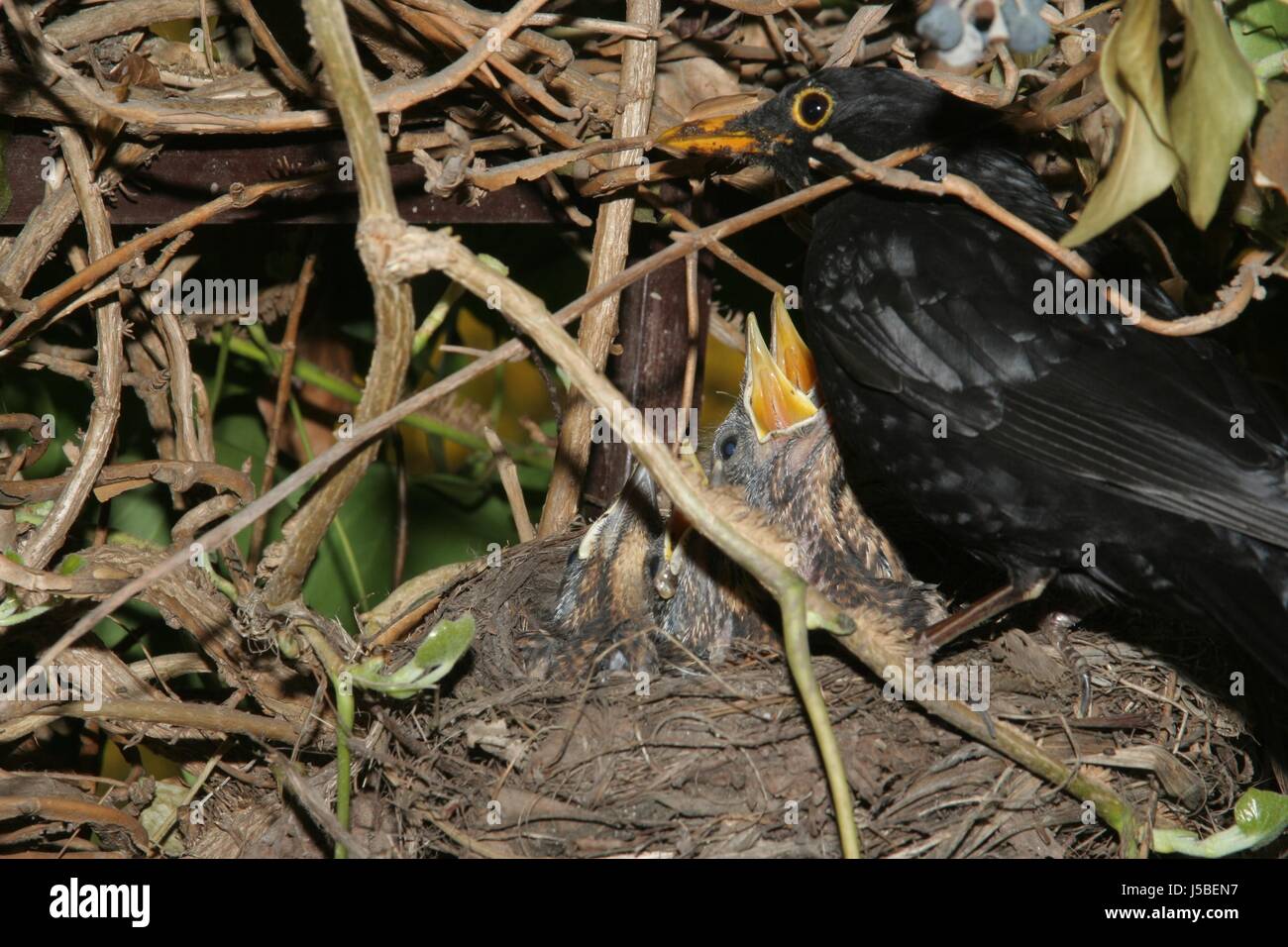 bird hunger birds spring branchage feathers beak offspring nest ...