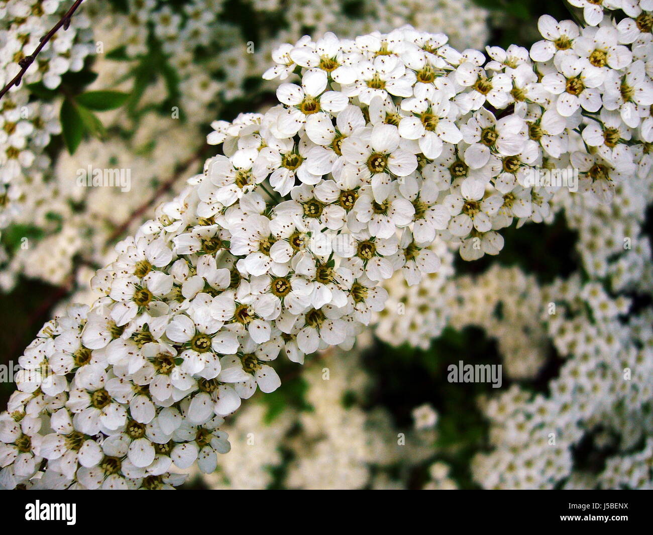 Spier gardens hi-res stock photography and images - Alamy