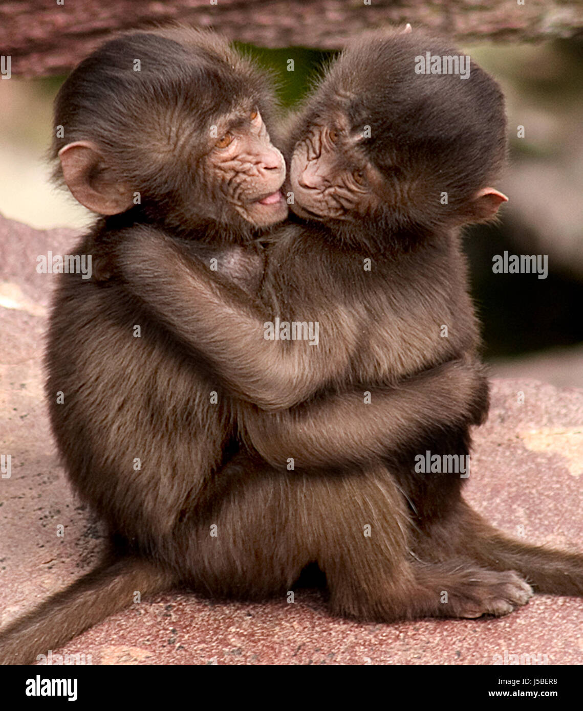 Affenfamilie hi-res stock photography and images - Alamy
