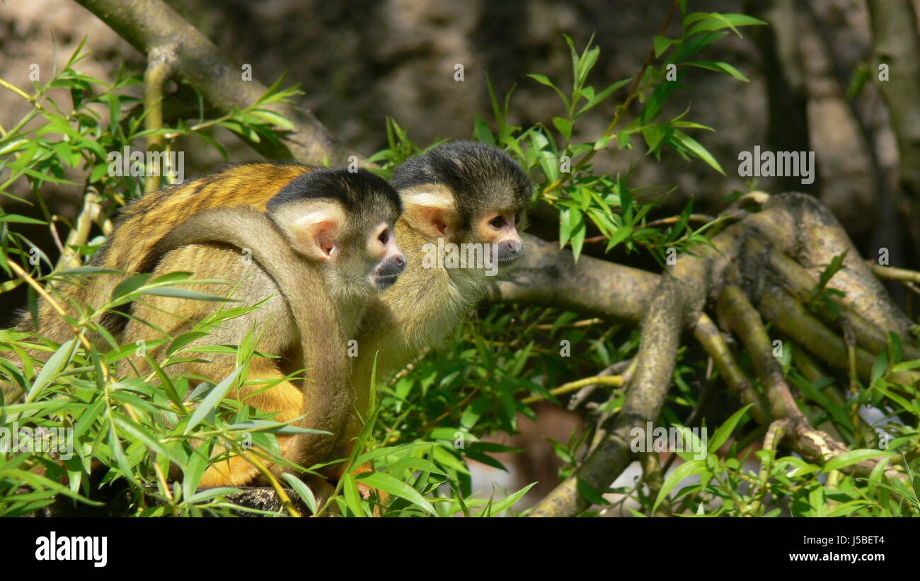 apes,love,in love,fell in love,squirrel monkey,old,hellbrunn,salzburg,2 ...