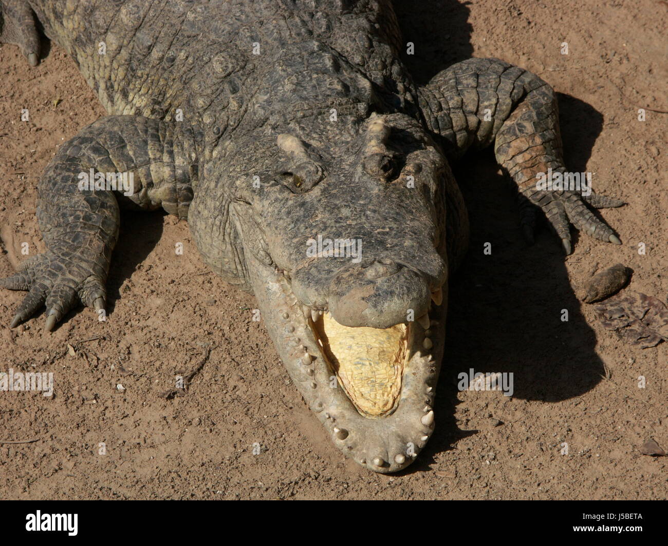 Schnappi hi-res stock photography and images - Alamy