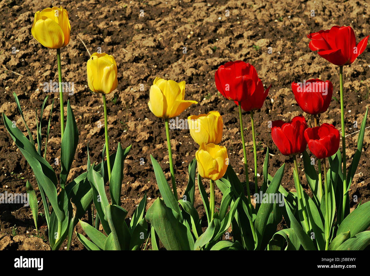 garden green brown brownish brunette flower flowers plant spring tulips ...