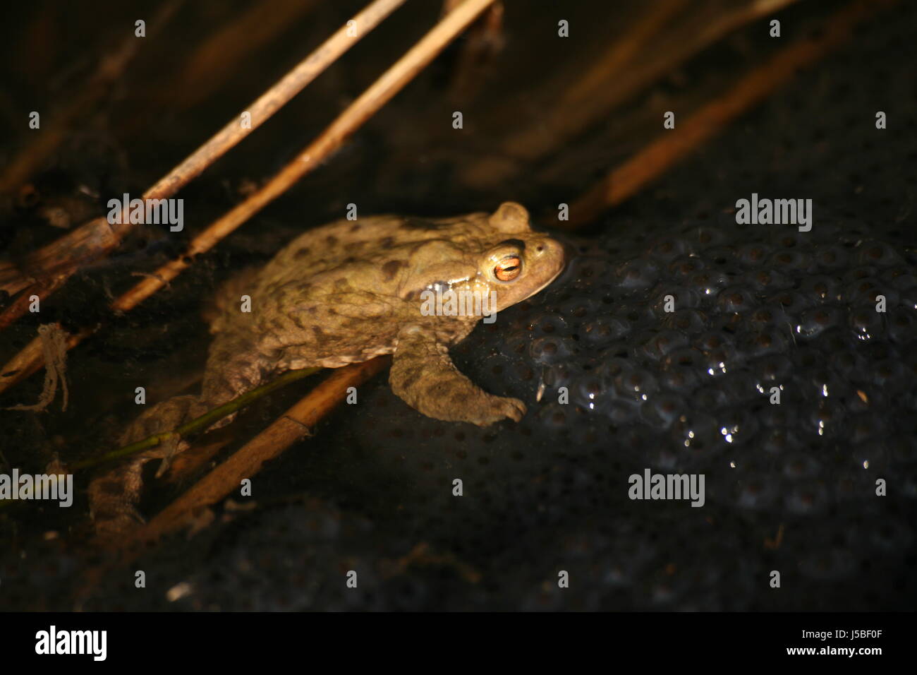 amphibian frog toads fresh water pond water toad frogs spawn ...