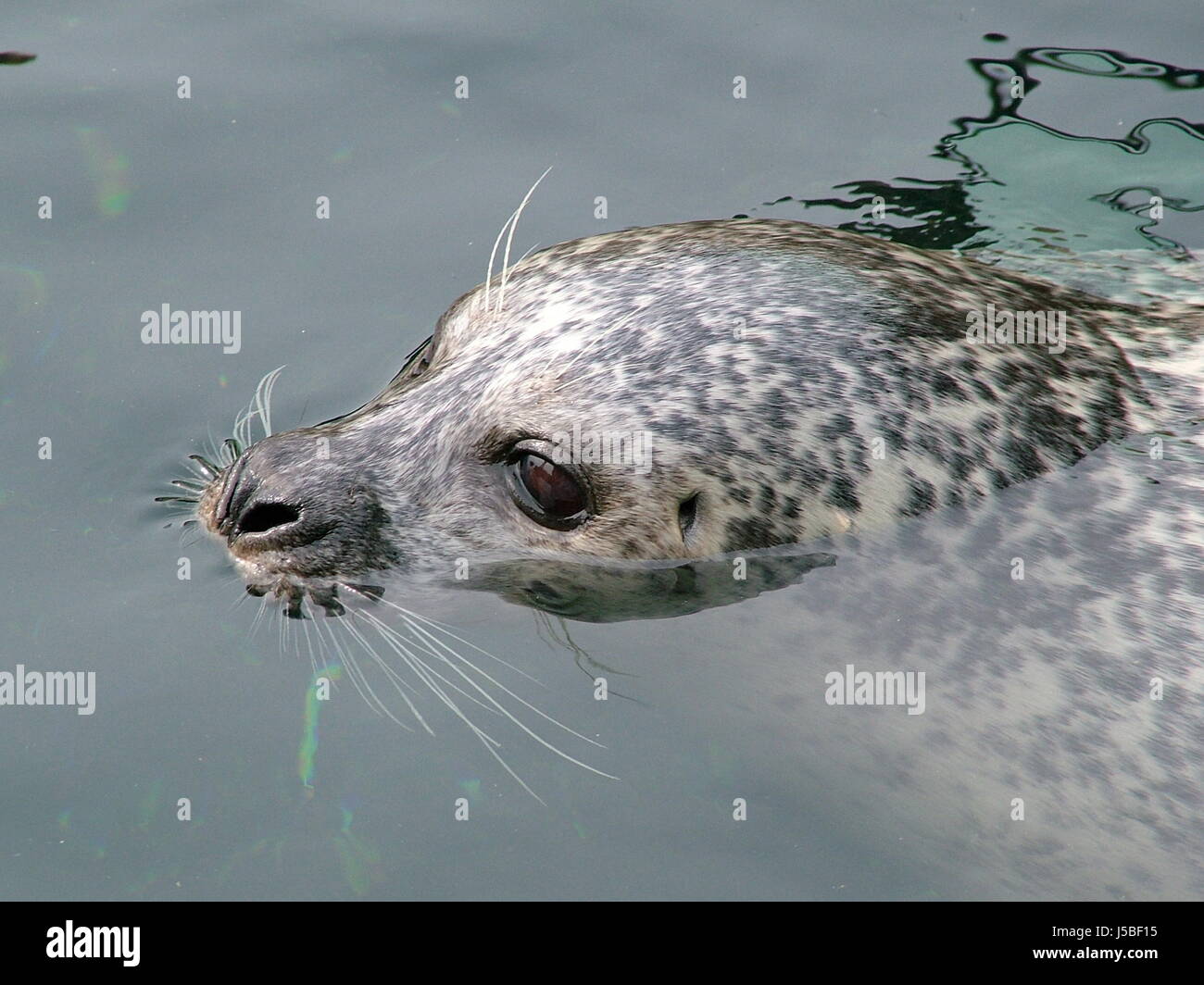 mammal watchful eyes mirroring sea animal seal reflective pelvis basin ...