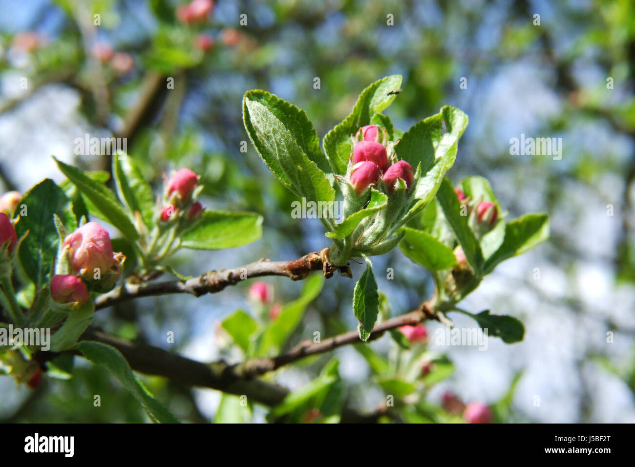 green branches spring apple tree branch bud buds apple trees blossom ...