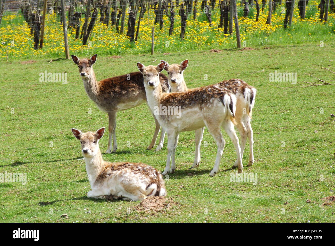 animal fauna watchful four look glancing see view looking peeking ...