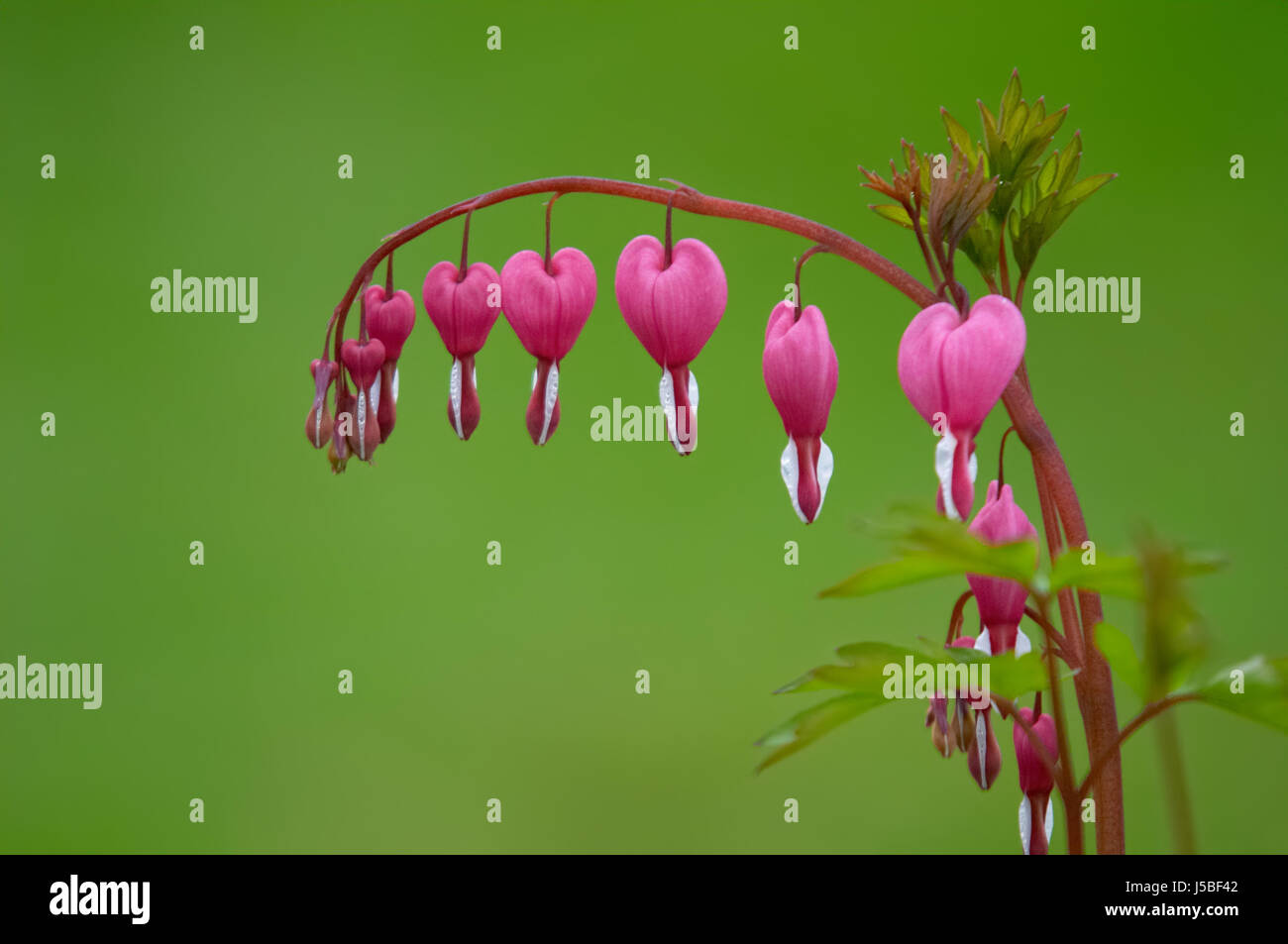 Crying hearts hi-res stock photography and images - Alamy