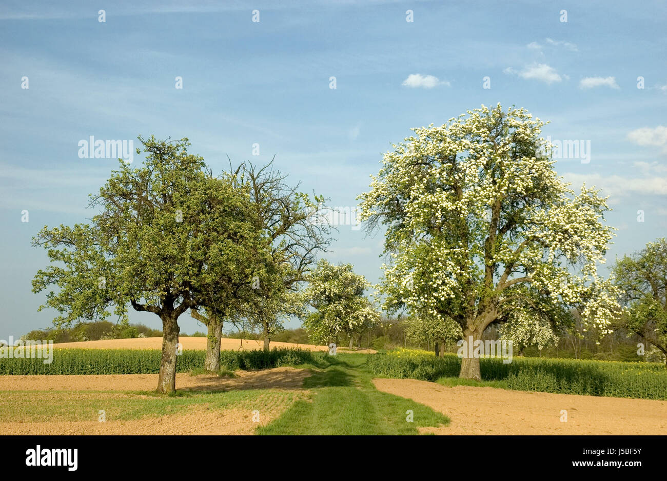 blue tree agriculture farming hike go hiking ramble spring fields acre ...