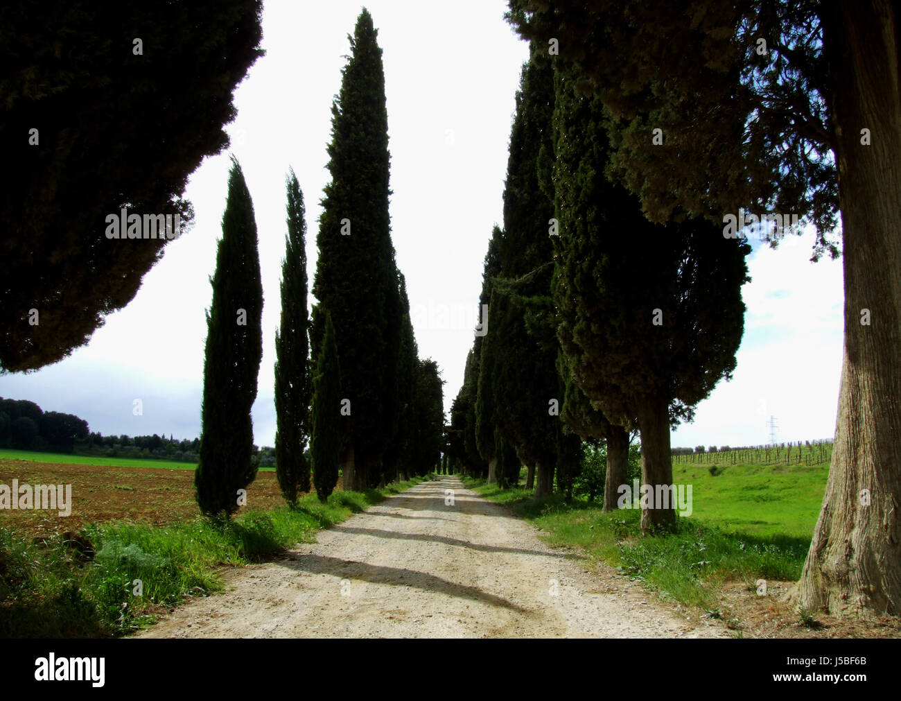 Cypress ave hi-res stock photography and images - Alamy