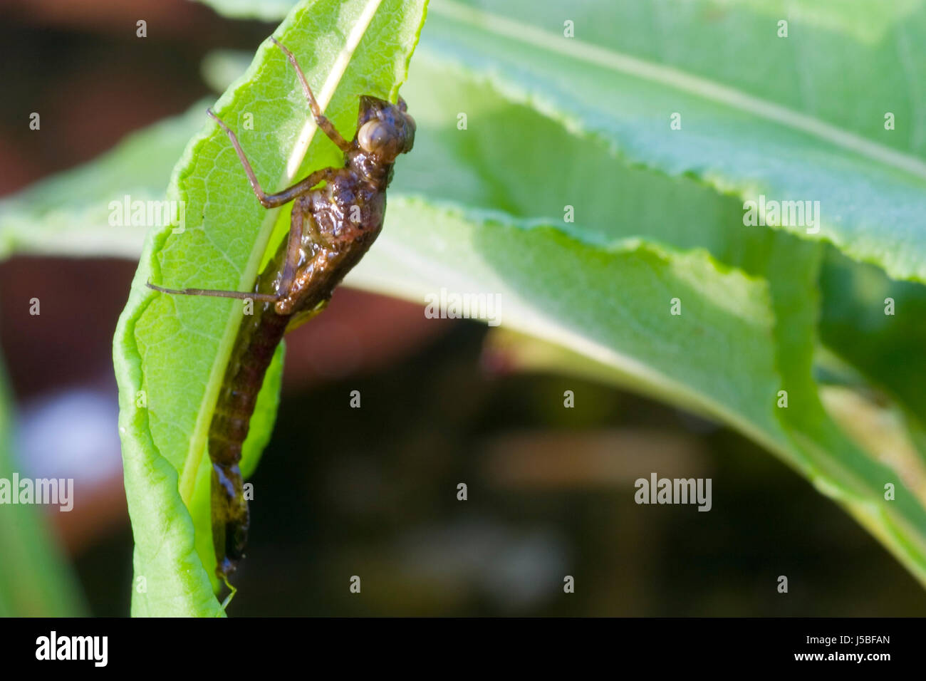 insects animals dragonfly metamorphosis larva slip conversion nature ...