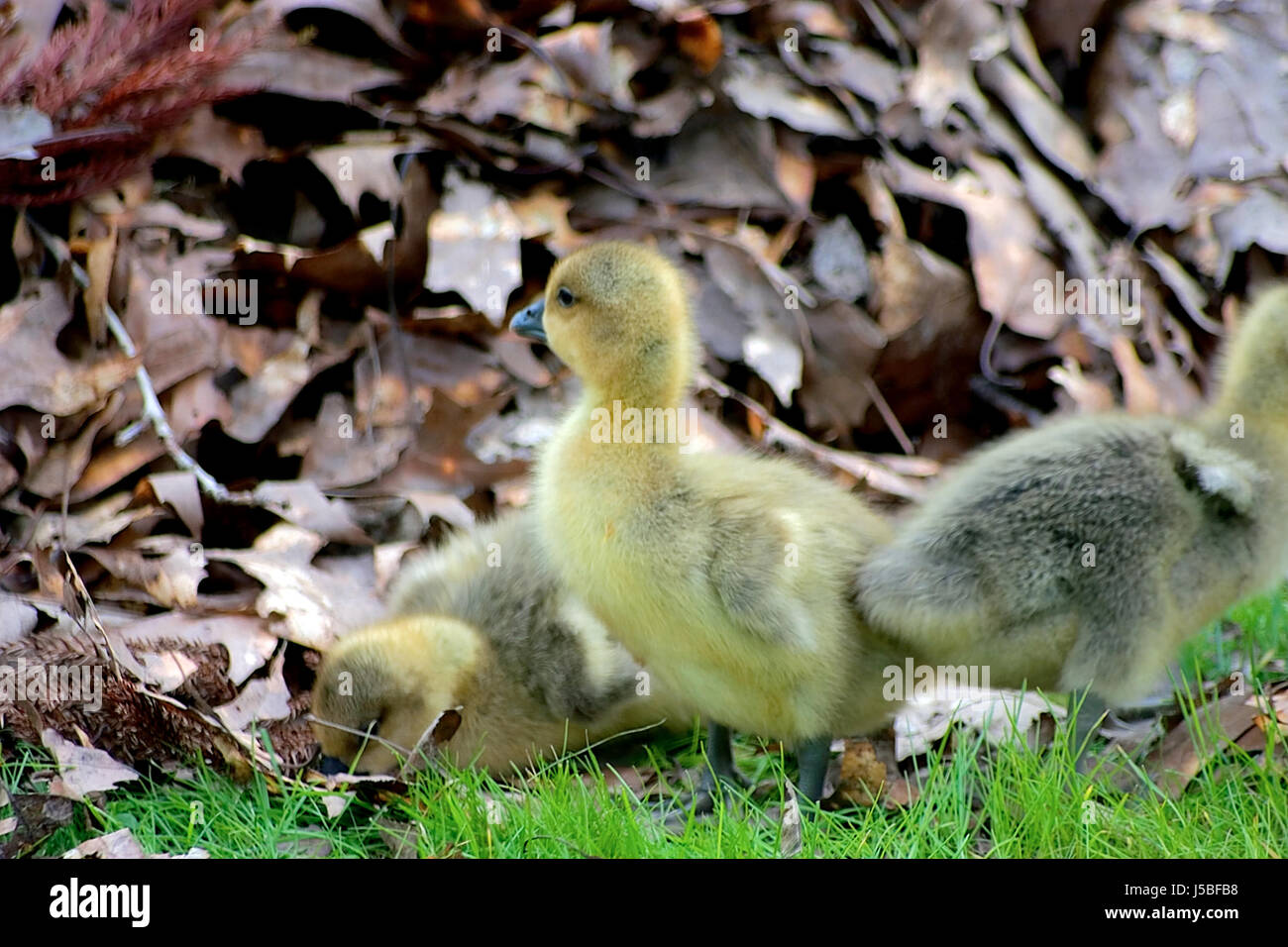 geese slipt goose fluff chick fresh water lake inland water water love ...