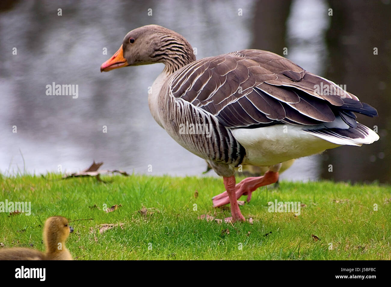 geese slipt goose fluff chick fresh water lake inland water water love ...