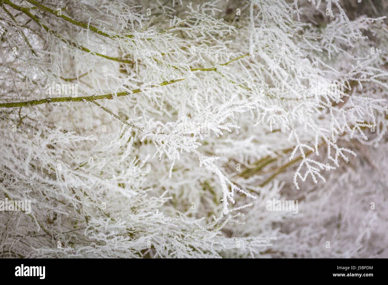 Winter trees with white rime. Natural beautiful background with ...