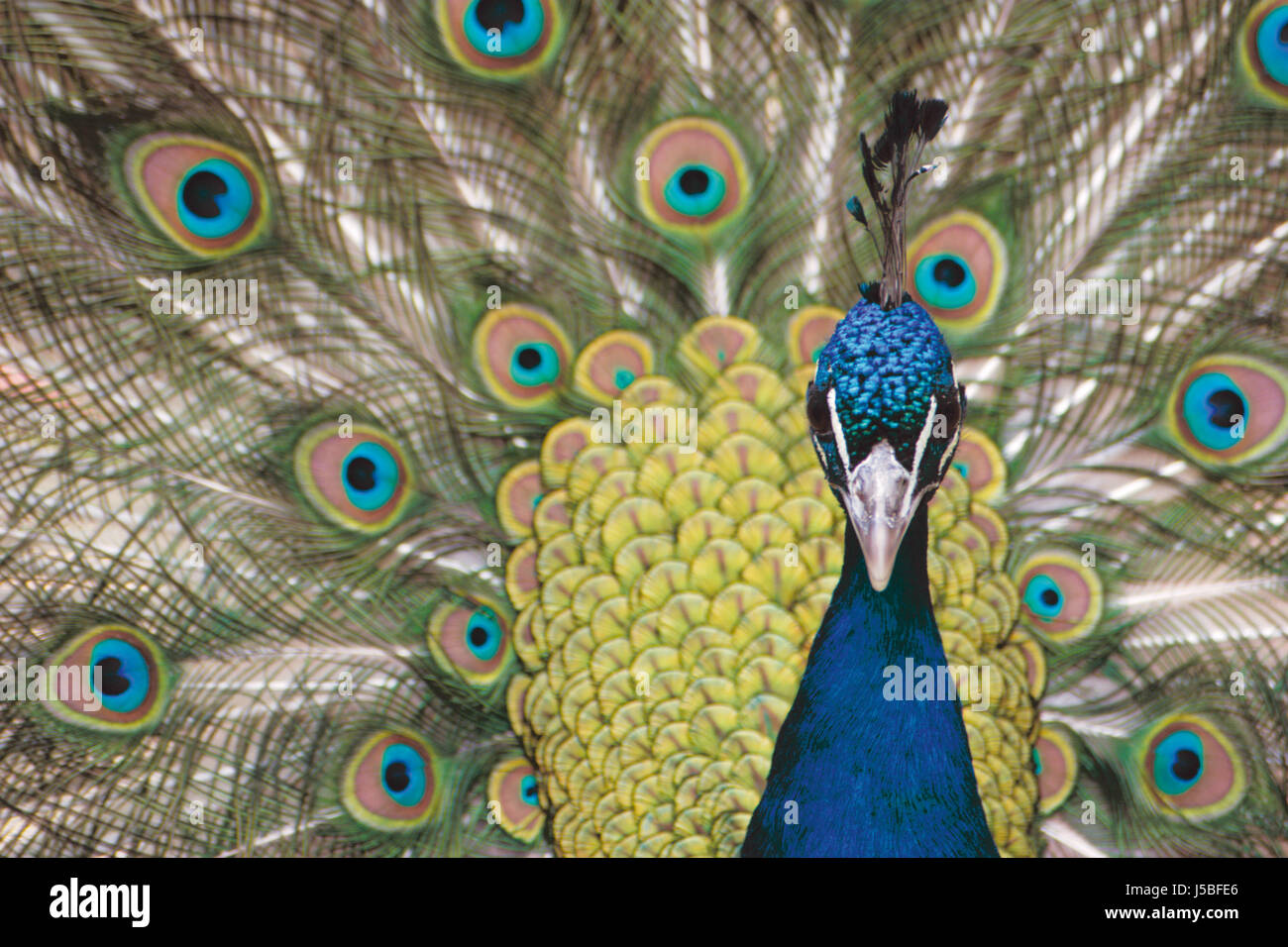 a proud peacock Stock Photo - Alamy