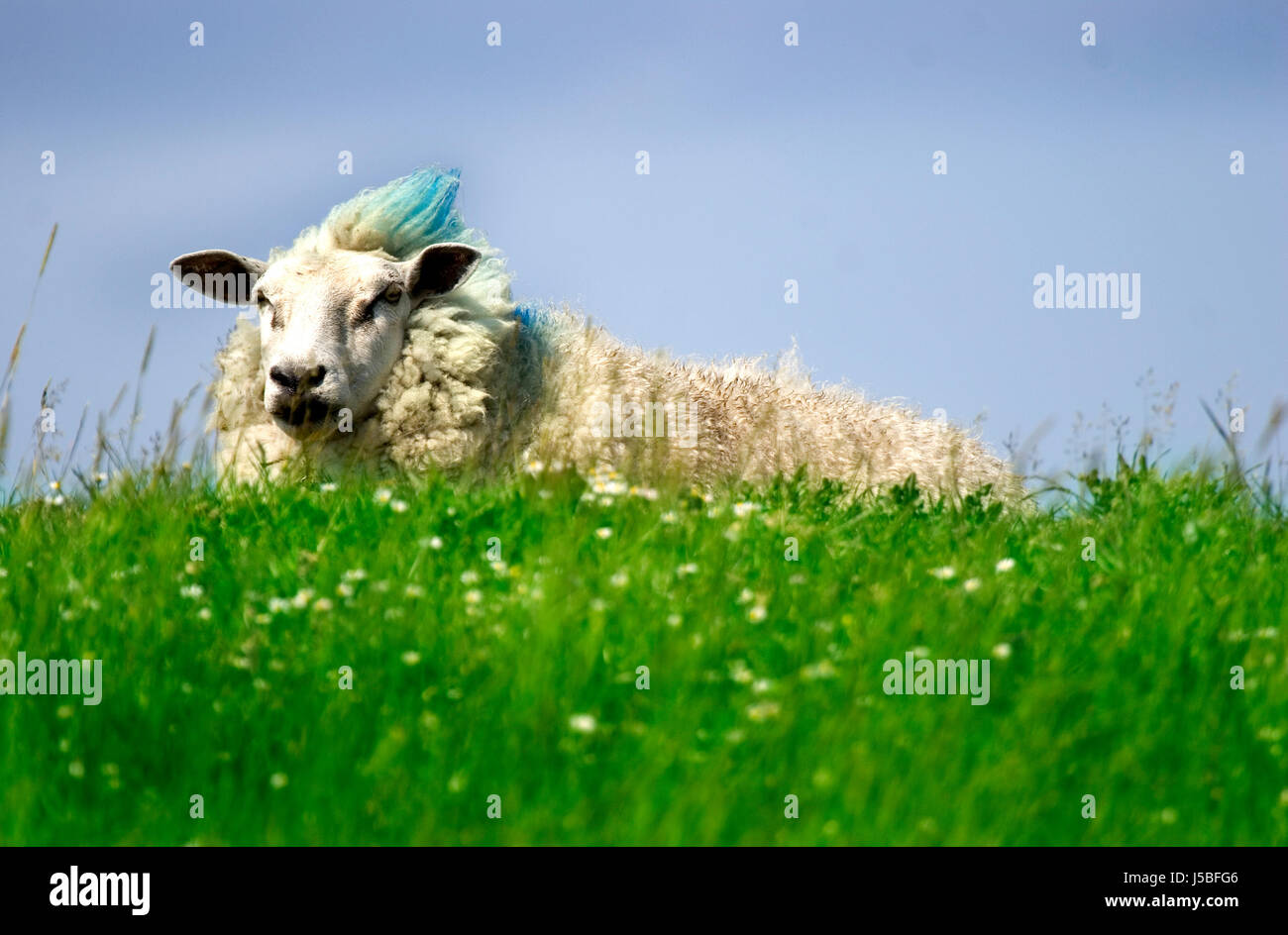 Punk sheep hi-res stock photography and images - Alamy