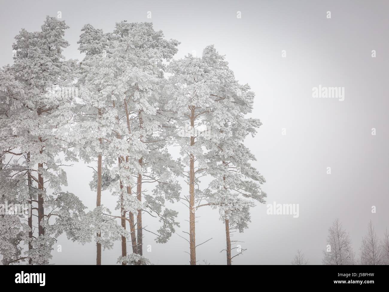 Winter trees with white rime. Natural beautiful background with ...