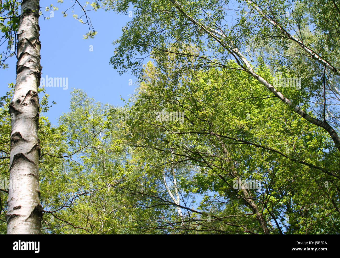 tree top view Stock Photo - Alamy
