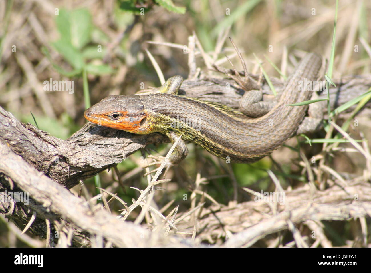 lazy sand stalker Stock Photo - Alamy