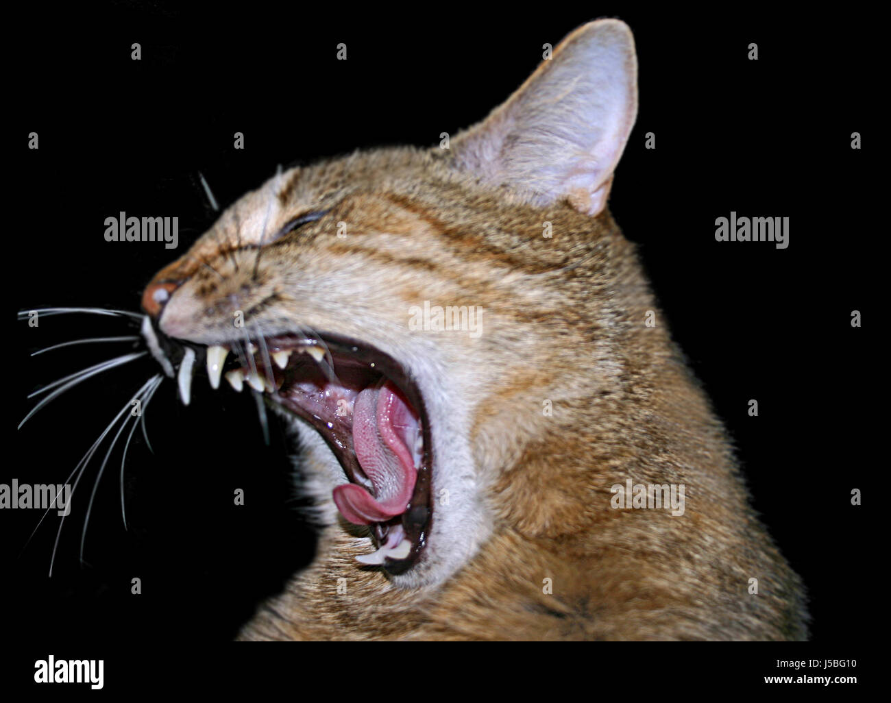 i eat you Stock Photo - Alamy
