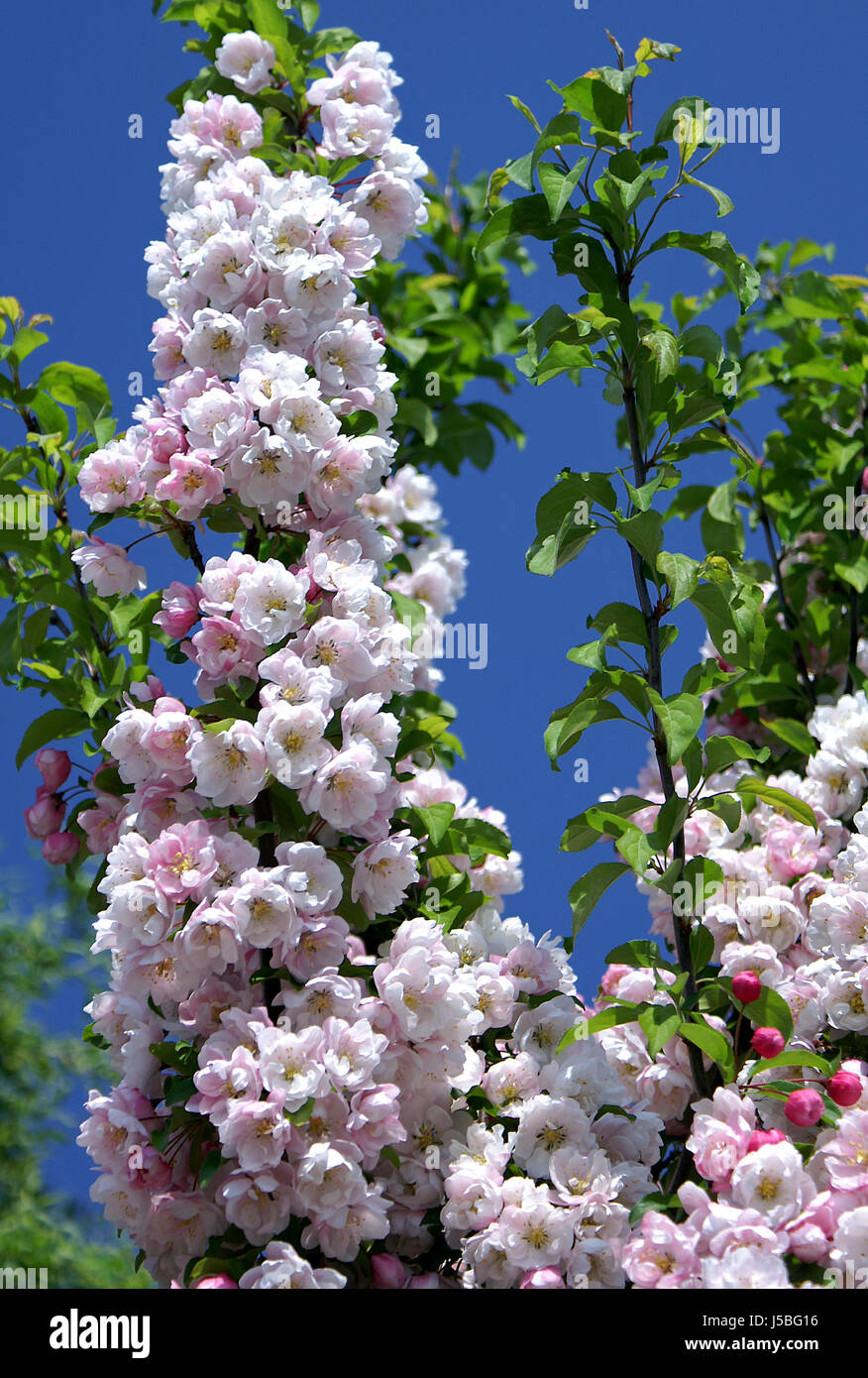 blue leaf tree bloom blossom flourish flourishing leaves blossoms ...