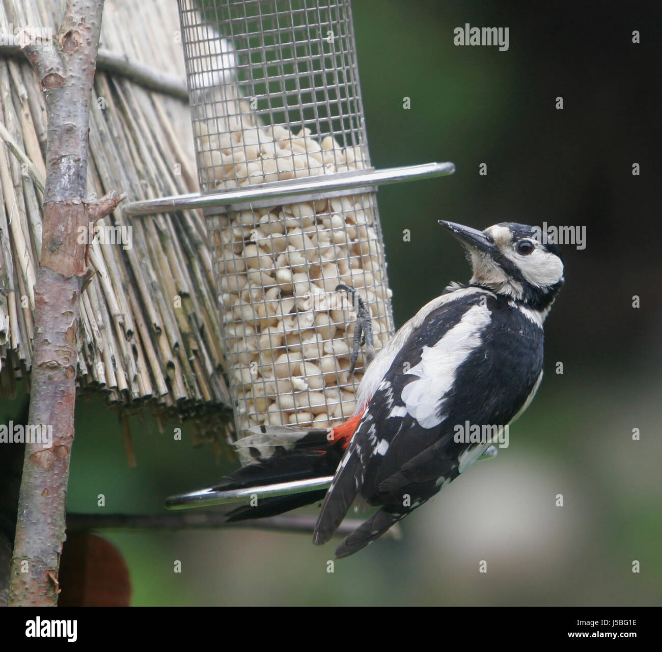 Groer buntspecht hi-res stock photography and images - Alamy