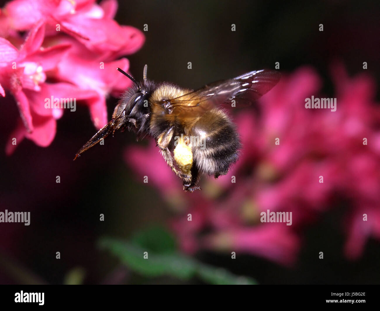 bumblebee in flight Stock Photo - Alamy