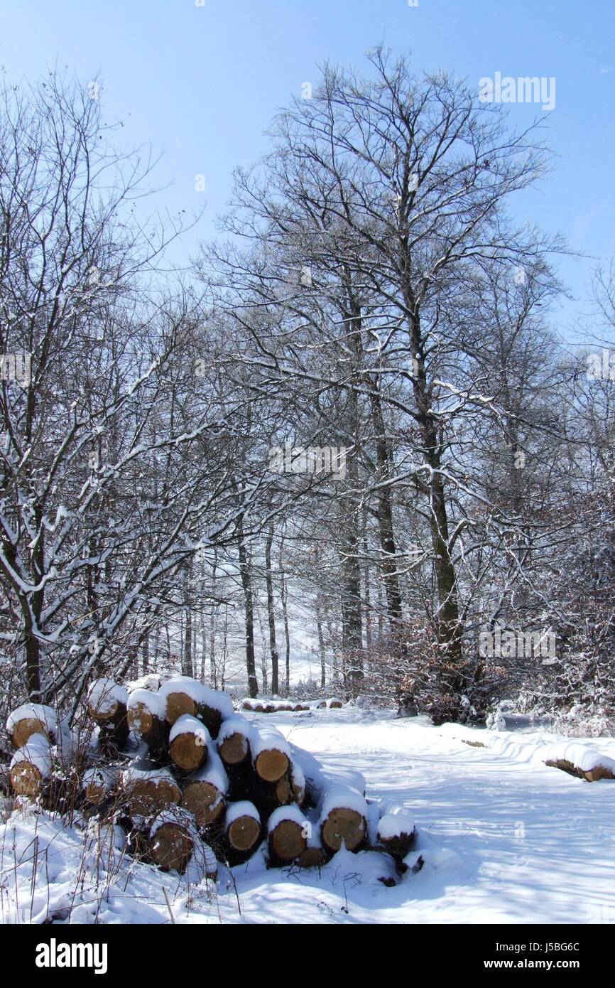 tree trees winter wood cold trunk snowy deciduous forest woods winter ...