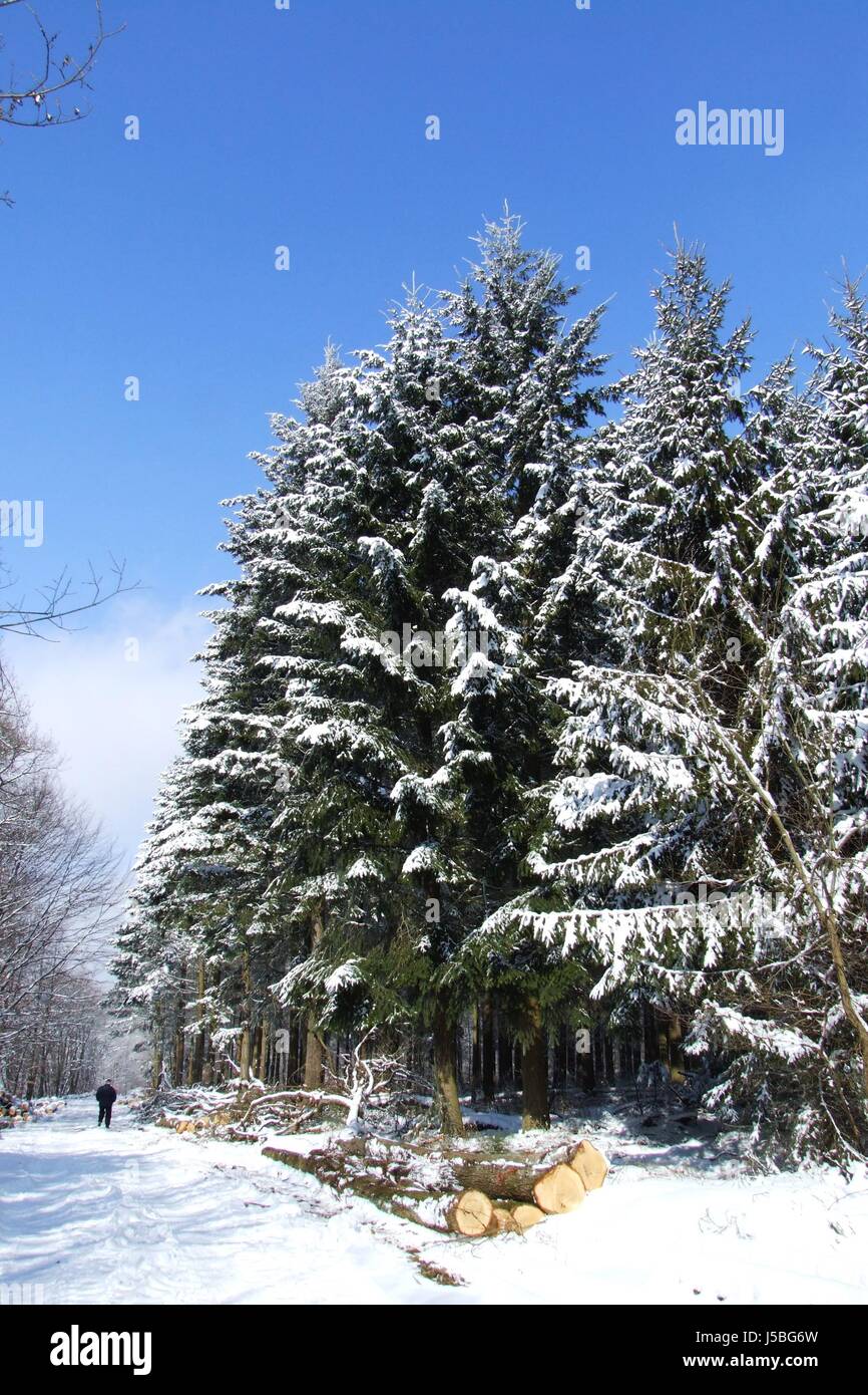 tree trees winter cold fir conifer conifer forest conifers firs ways ...