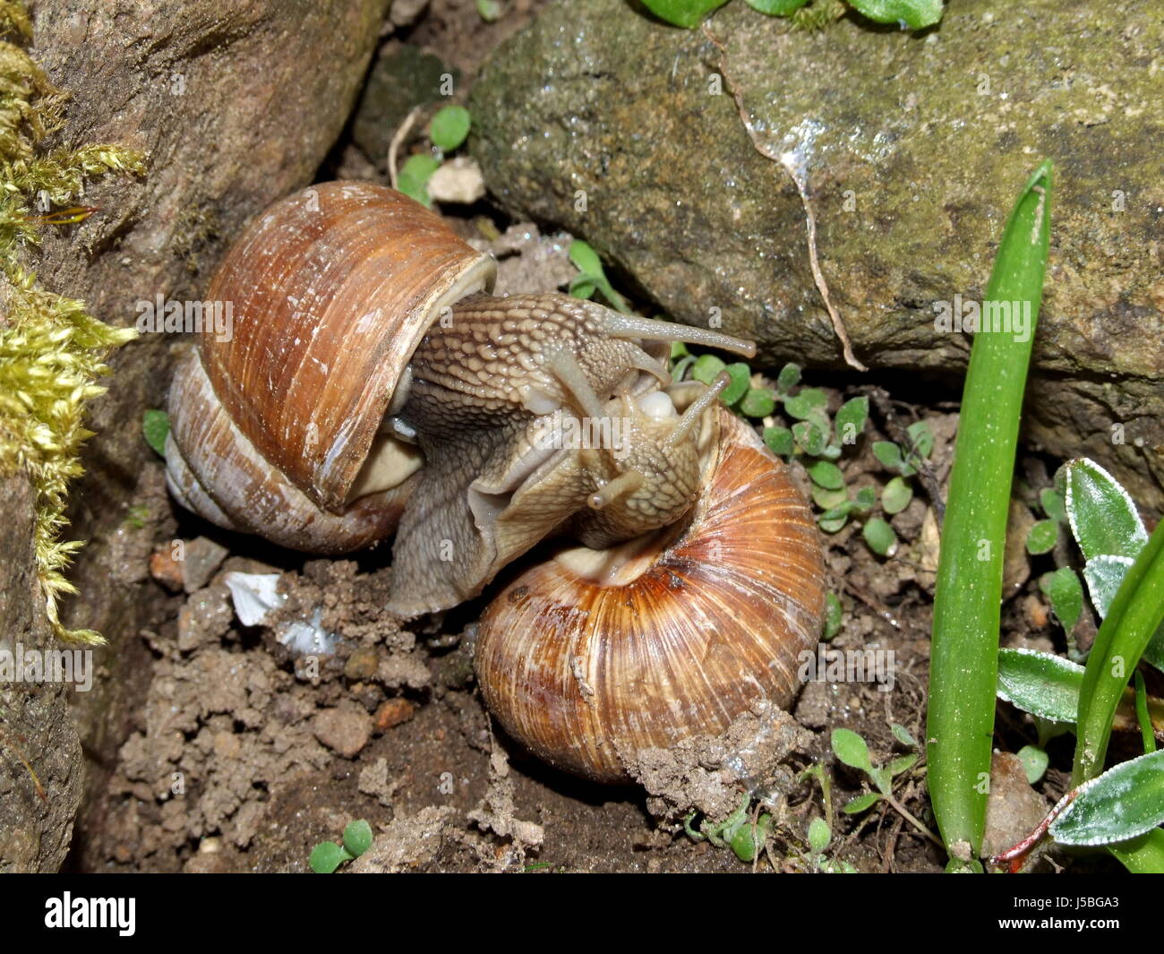 fauna escargots mucous edible snail snail shell cottage shellfish slow ...