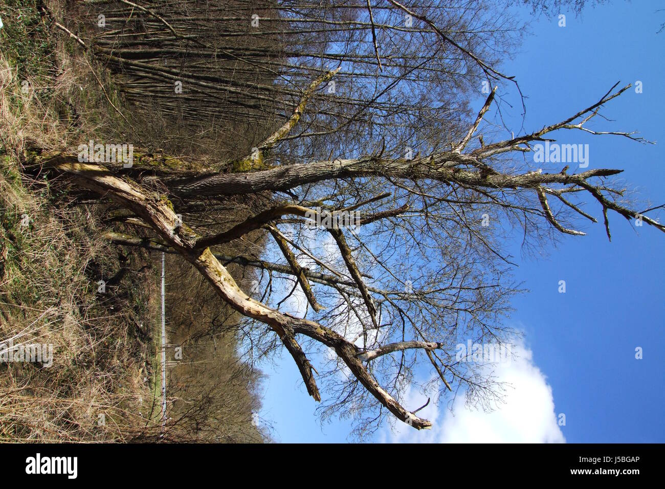 die tree trees wood brown brownish brunette branches anciently branch ...