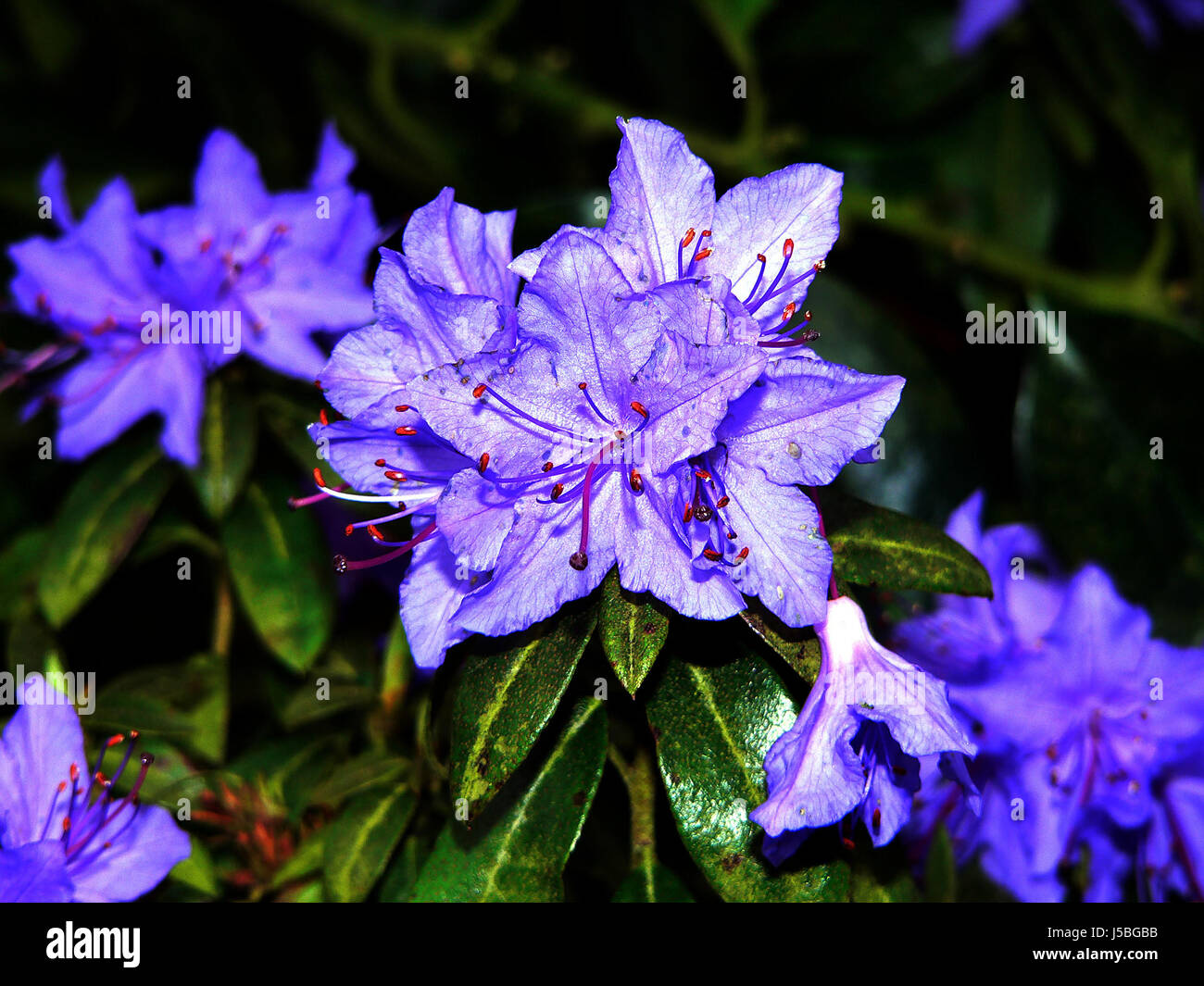 blue environment enviroment tree trees park garden blossoms branches ...