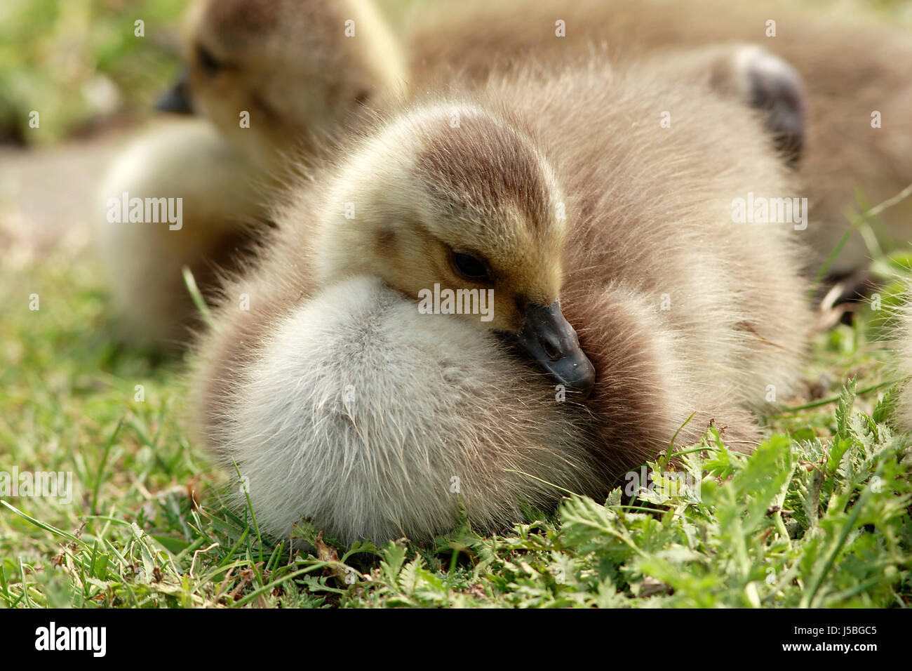 park bird portrait birds lie lying lies feathers beak feathering ...